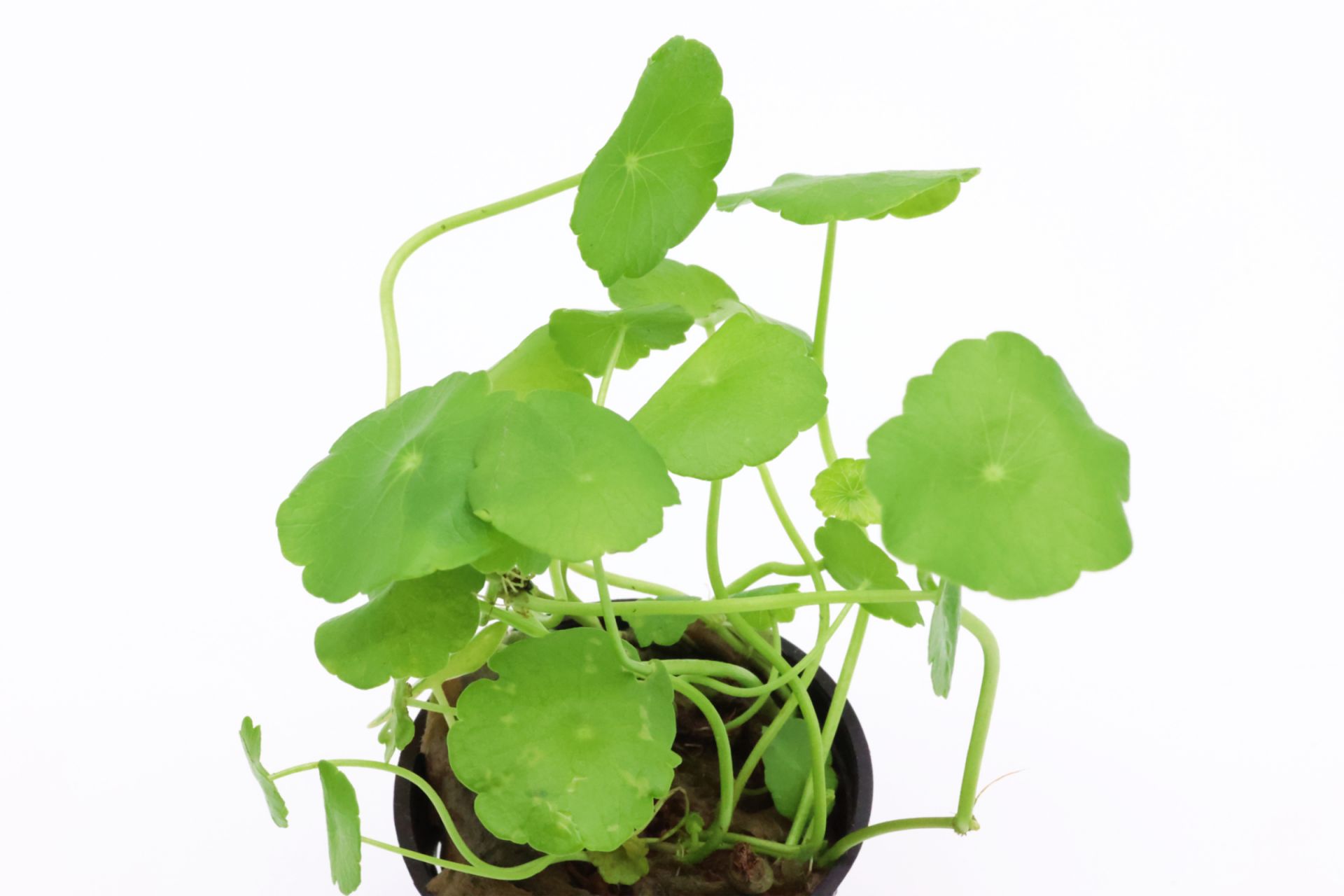 Amerikanischer Wassernabel (Hydrocotyle verticilliata), online kaufen