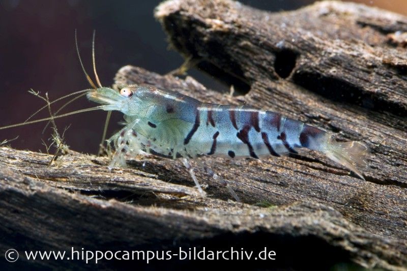 Crystal Red Garnele, Caridina cf. cantonensis Tiere Garnelen