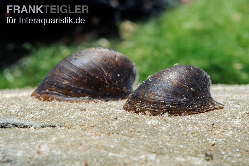Rennschnecken kaufen - Algenbekämpfung mit bunten Wasserschnecken