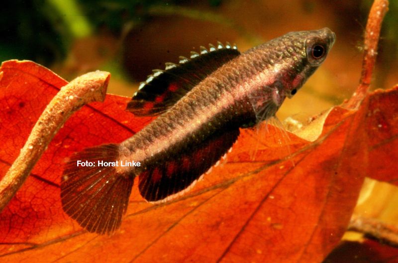 Zwerg-Prachtgurami, Parosphromenus parvulus kaufen