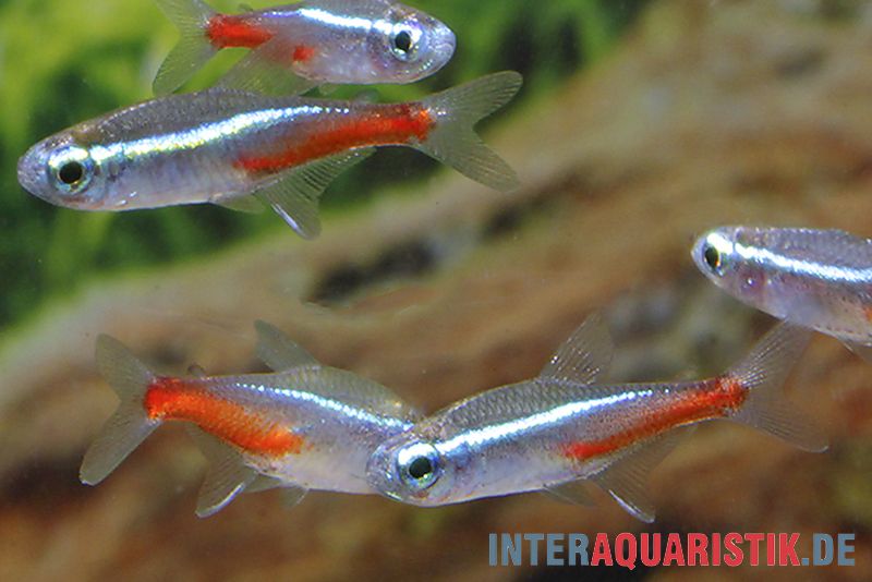 Neonsalmler, Paracheirodon innesi, kaufen, Neon Tetra
