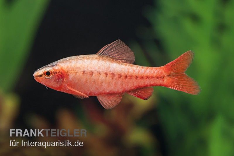 Moosbarbe, Barbus tetrazona Tiere Zierfische
